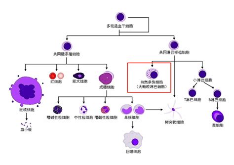 Nk细胞详解：发育过程、受体特性、解决方案、功能、实际应用 哔哩哔哩