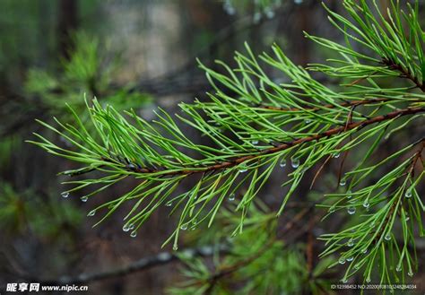苍翠的青松摄影图 树木树叶 生物世界 摄影图库 昵图网