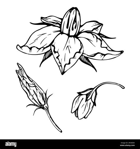 Hand Drawn Ink Vector Pumpkin Squash Leaf Flower Sketch Illustration Art For Thanksgiving