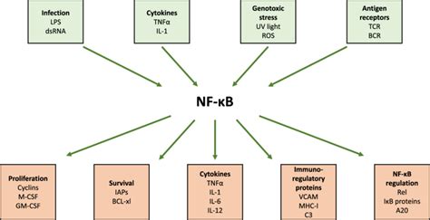 Input And Output Of Nf κb Activity Download Scientific Diagram