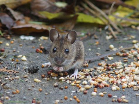 Long Tailed Field Mouse Wood Mouse Stock Image Image Of Looking