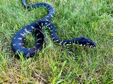 Simalia Boeleni Boelens Python Rainbow Reptiles