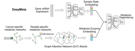Github Xsliulabdeepmeta Precise Metabolic Dependencies Of Cancer