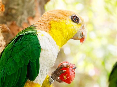 Caique Selwo Marina Benalmádena