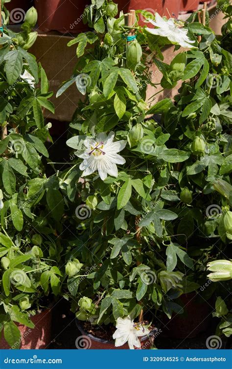 Passiflora Passion Vine Plants With White Flowers Stock Image Image