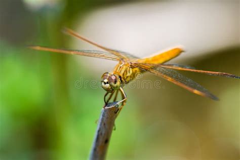 Dragonfly Sitting On A Branch With Glistening Light Of Waves Stock
