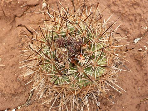 Spherical Stem Pictures Of Pediocactus Sileri Southwest Usa Pediocactus