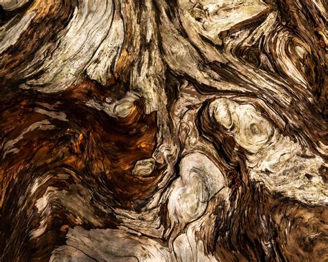 Claire Wright — Washington Printmakers Gallery