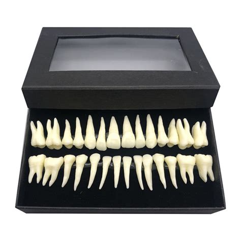 Complete Fake Teeth Model Oral Monochromatic Permanent Tooth Model And