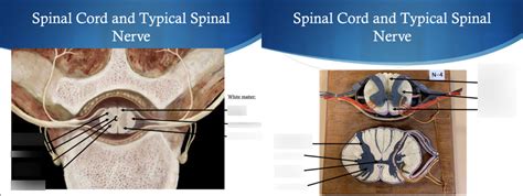 Spinal Cordtypical Spinal Nerve Diagram Quizlet Spinal Cordtypical Spinal Nerve Diagram Quizlet