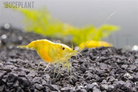 Yellow Goldenback Shrimp — Buce Plant