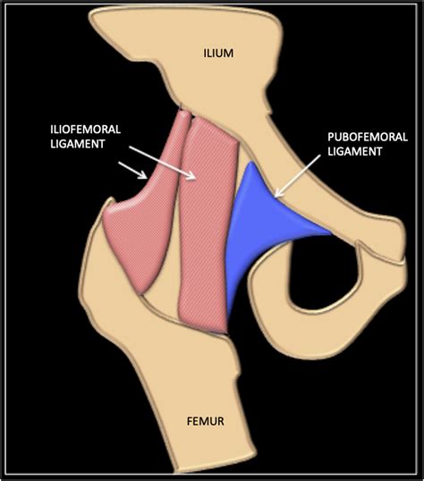 Mri Assessment Of Anatomy And Pathology Of The Iliofemoral Ligament