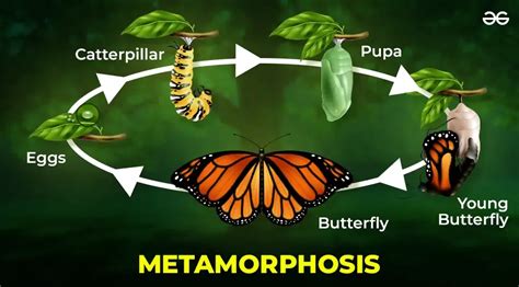 Metamorphism Life Cycle Of Insects And Frogs Geeksforgeeks