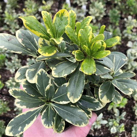 Pittosporum Tobira Variegata Mock Orange