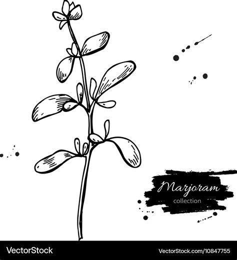 Marjoram Flower Drawing