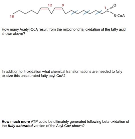 Solved S COA How Many Acetyl CoA Result From The Chegg