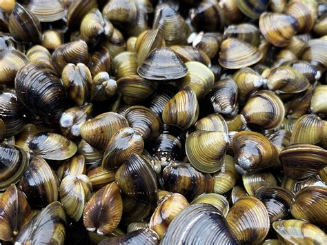 ★冷凍★琵琶湖産【天然】セタシジミ（500g）：滋賀県産のシジミ｜食べチョク｜産地直送産直お取り寄せ通販 農家・漁師から旬の食材を直送