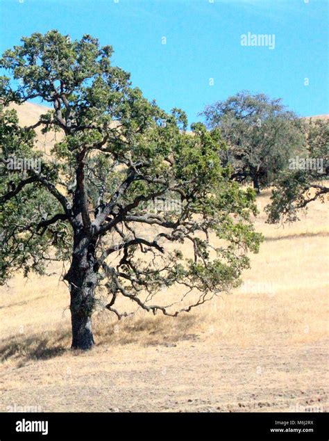 California Live Oak Tree