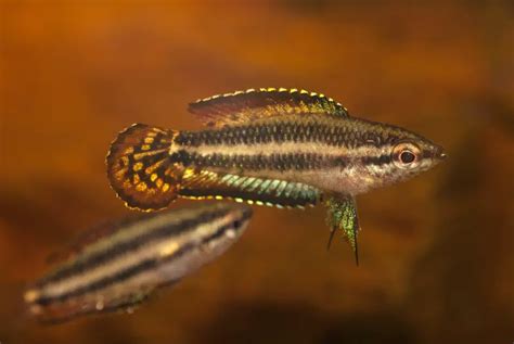 Parosphromenus Quindecim Parosphromenus Sp Manis Mata — Seriously Fish