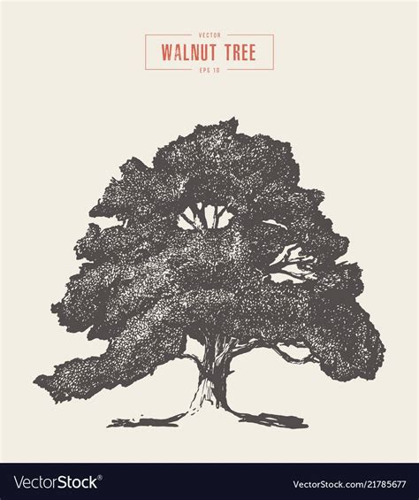 Vintage Walnut Tree Drawing Vector Image On Vectorstock Vintage