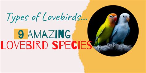 Types Of Lovebirds 9 Amazing Lovebird Species Hutch And Cage