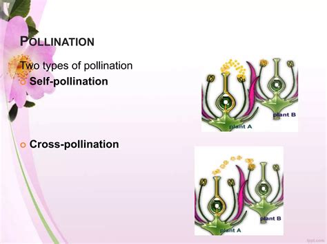 Pollination PPTX