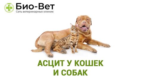 Асцит у кошек и собак. Ветеринарная клиника Био-Вет. - YouTube