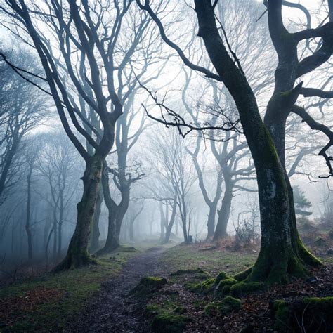 Eerie Forest At Misty Evening Stock Illustration Illustration Of