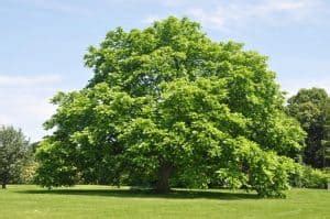 The Butternut Tree A Total Guide To This Nut Producing Tree Growit