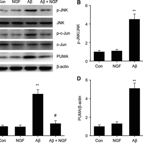 Ngf Suppressed Aβ25 35‐triggered Jnk C‐jun Activation In Sknsh Cells Download Scientific