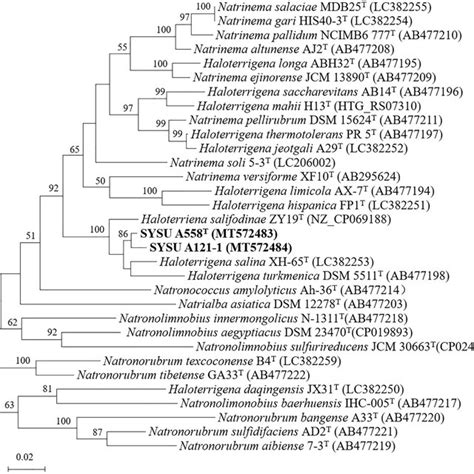 Maximum Likelihood Phylogenetic Tree Based On Nearly Complete 16s Rrna