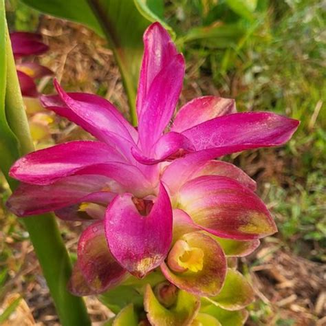 Propiedades Medicinales De La Curcuma Cúrcuma Longa