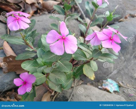 Pink Flower Of Catharanthus Roseus Also Known As Bright Eyes Old Maid