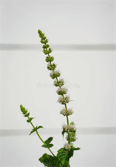 Mint Seeds On A Green Herb Stem Stock Image Image Of Organic Edible 391884509