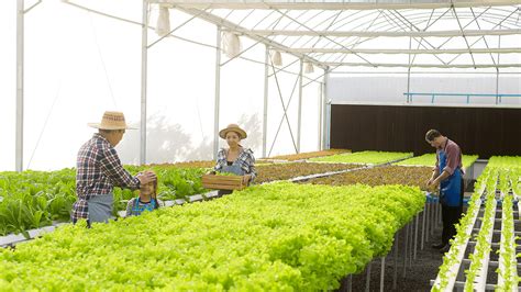 What Is Hydroponics Farming A Small Business Guide