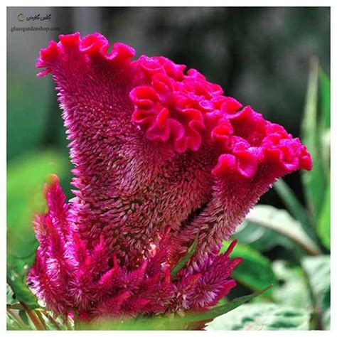 گیاه تاج خروسی آینده نگاران مغز