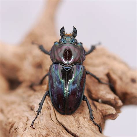 سوسک این رنگی؛ باورتان می شود عکس