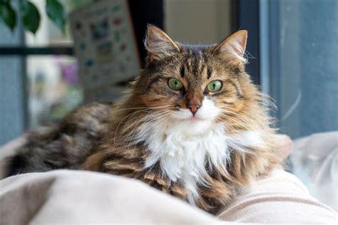 Norwegian Forest Cat Breed Guide Best For Pet