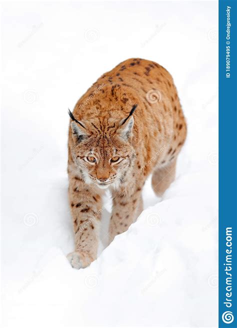 Lynx Walking Wild Cat In The Forest With Snow Wildlife Scene From