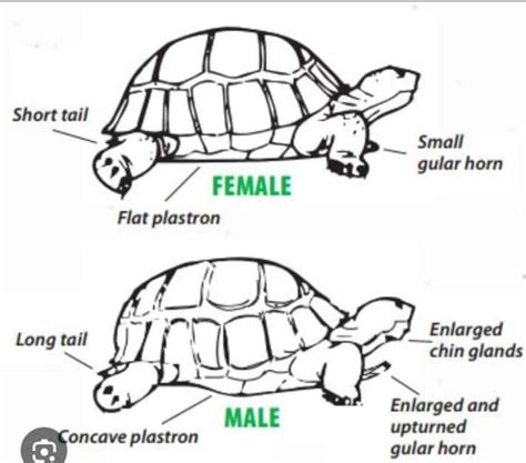 Anatomy Of A Turtle With Labeled Body Parts