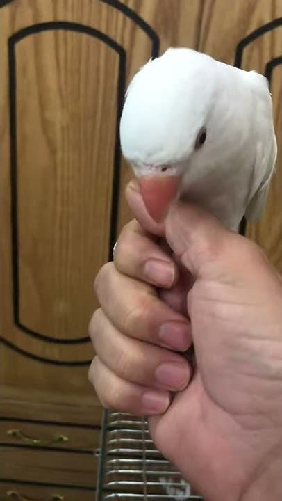 بيبي متوه فرخ 2020 هولندي ابيض من الحلال Youtube