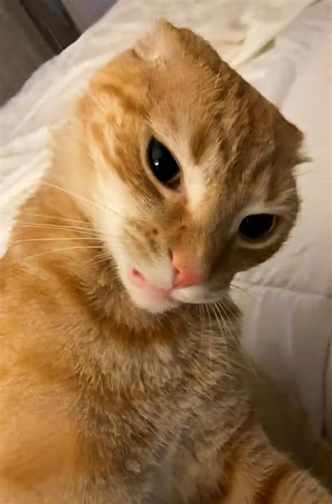 Pin By ﹙𓈒 ࣪ ˓🪼 ׅ ۫ ﹗ㅤɐᴉʞo On ㅤ ࣪ ﹆ ─ ρєτѕ Funny Cat Pictures Funny