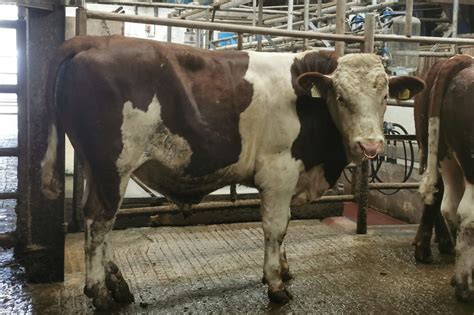 Montbeliarde Cattle Stock Sales Quality Dairy Breed