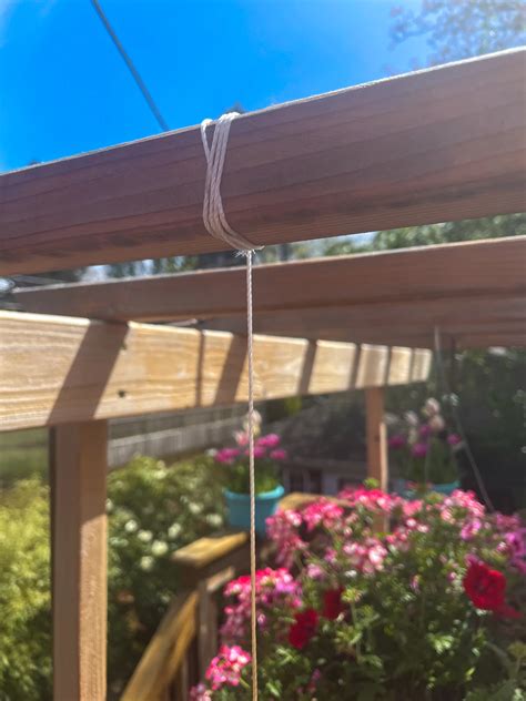 How To Trellis Cucumbers On A String