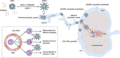 Frontiers New Insights Of Ccr7 Signaling In Dendritic Cell Migration