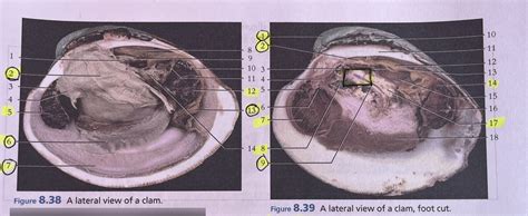 Bio Lab 8 Bivalveclam Structures Diagram Quizlet