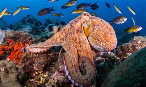 Real Octopus Octopus Octopus Facts Octopus Photos California Two Spot