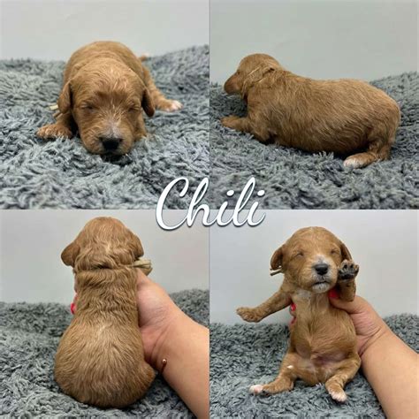 Cavapoo Puppies For Sale Available And Upcoming Litters
