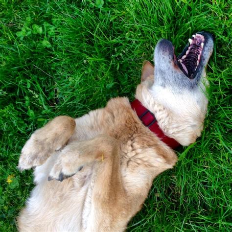 Dog Rolling On Grass Premium Photo