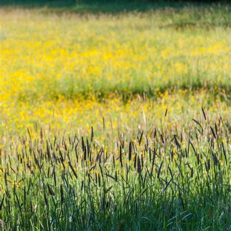 Premium Photo Crops Growing On Field
